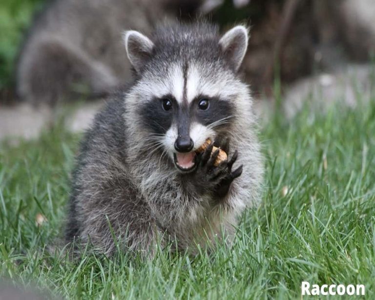 Animals That Eats Nuts | 7 Nut Eating Animals - Animal Quarters