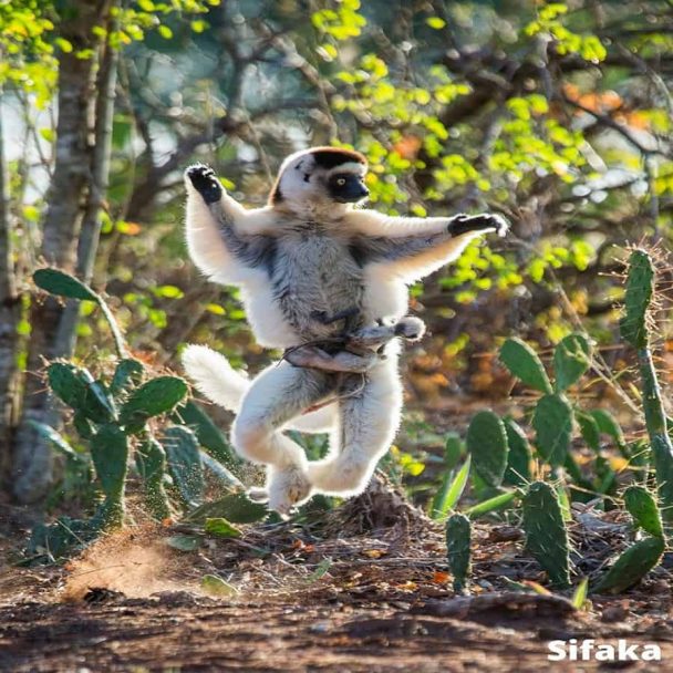 11 Interesting Animals That Can Glide! with Pictures! - Animal Quarters