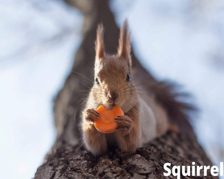 What Animals Eat Carrots! (15 Examples with Pictures) - Animal Quarters