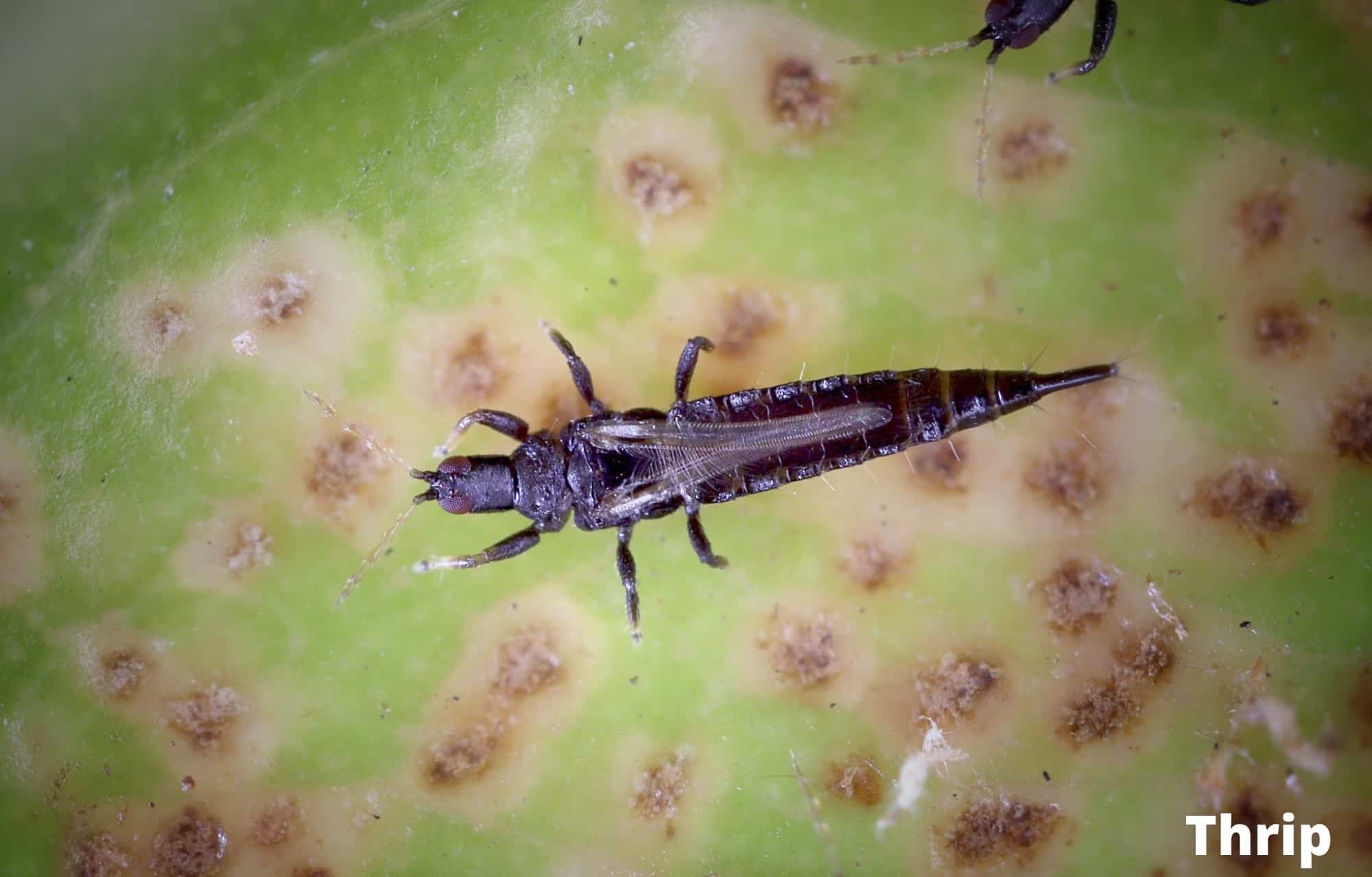 What Animals Eat Peppers? (7 Fascinating Examples) - Animal Quarters
