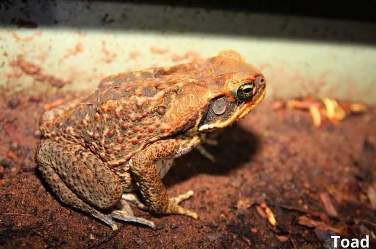7 Awesome Animals That Don't Have Tails! - Animal Quarters