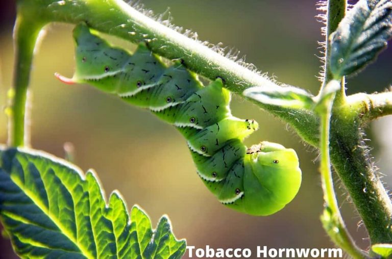 What Animals Eat Peppers? (7 Fascinating Examples) - Animal Quarters