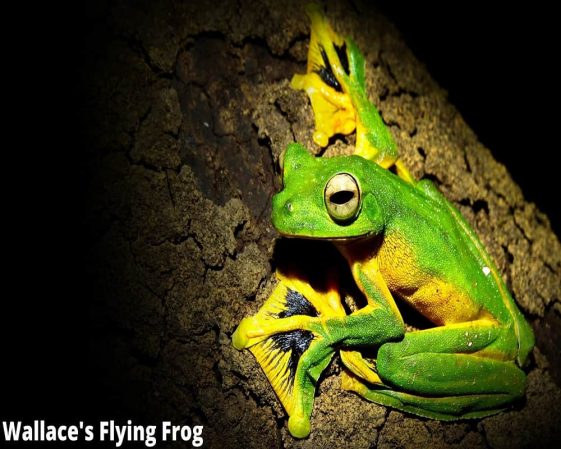 What Animals Have Webbed Feet? 11 Examples with Pictures - Animal Quarters