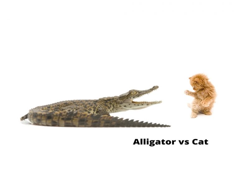 Why Are Alligators Afraid of Cats? (Answered!) - Animal Quarters