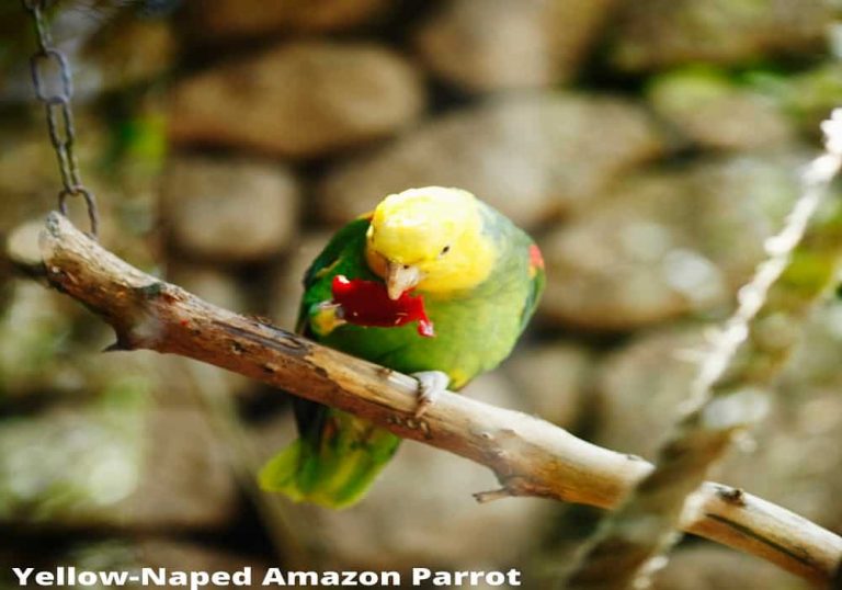 What Animals Eat Peppers? (7 Fascinating Examples) - Animal Quarters