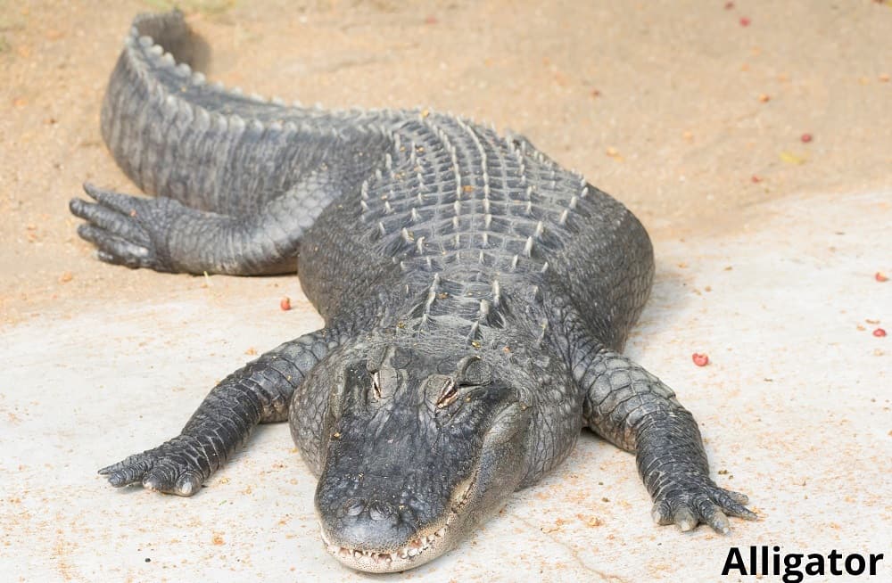 7 Interesting Animals That Crawl On Land With Pictures Animal Quarters