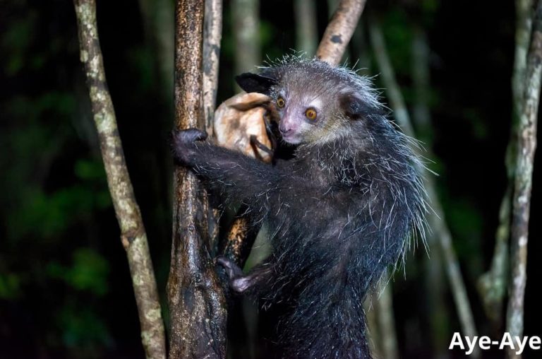 What Animals Eat Coconuts? 7 Examples with Pictures! - Animal Quarters