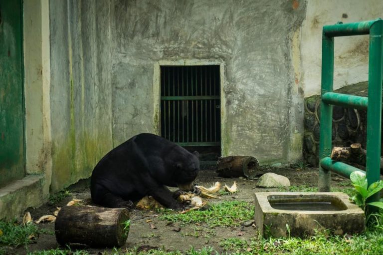 What Animals Eat Coconuts? 7 Examples with Pictures! - Animal Quarters