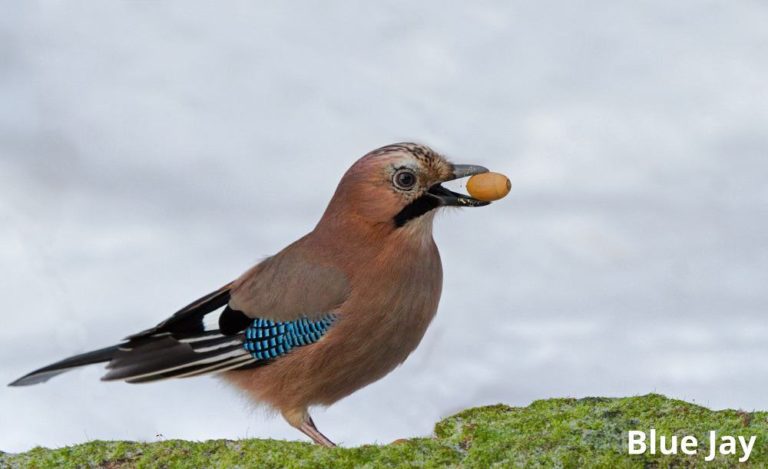 What Animals Eat Acorns! (8 Acorn Eating Animals!) - Animal Quarters