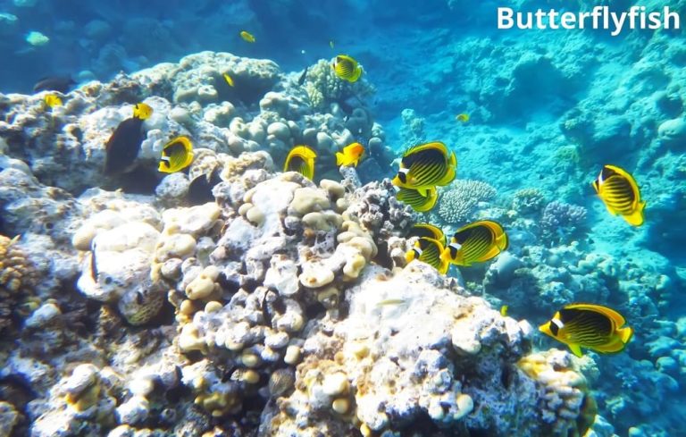 7 Fascinating Animals That Eat Corals! See Pictures - Animal Quarters