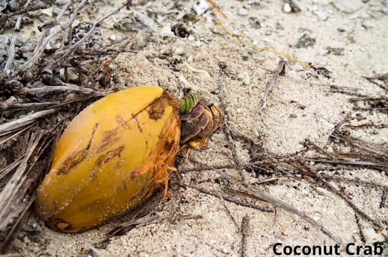 What Animals Eat Coconuts? 7 Examples with Pictures! - Animal Quarters