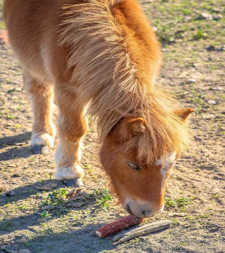 What Animals Eat Corn? (7 Examples + Pictures) - Animal Quarters