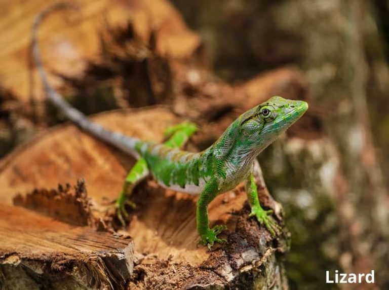 7 Interesting Animals That Crawl On Land! with Pictures - Animal Quarters