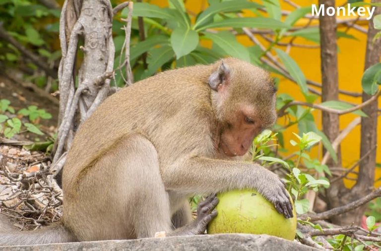 What Animals Eat Coconuts? 7 Examples with Pictures! - Animal Quarters