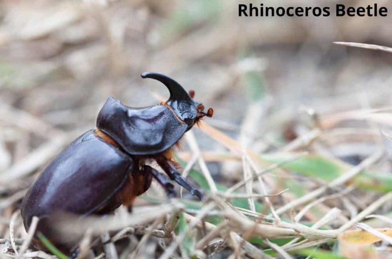 What Animals Eat Coconuts? 7 Examples with Pictures! - Animal Quarters