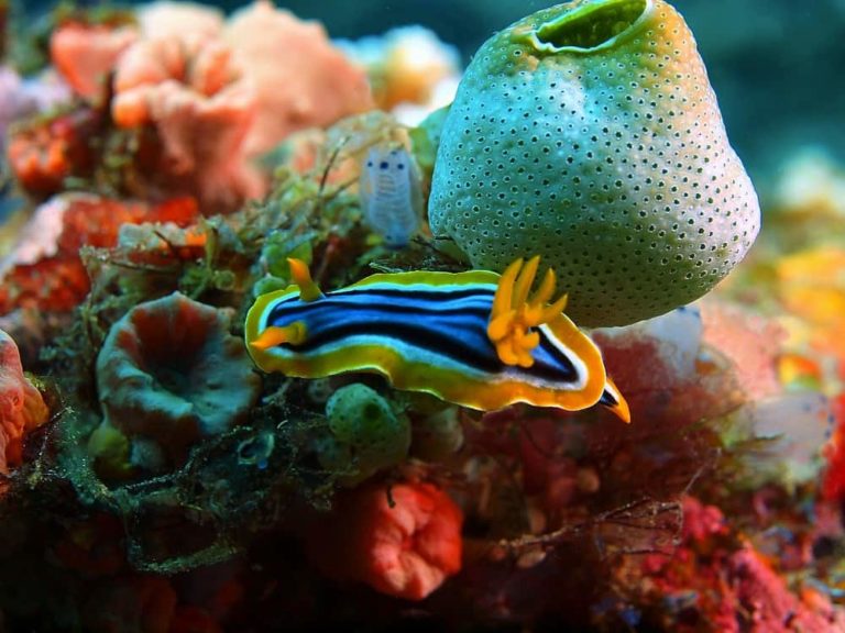 7 Fascinating Animals That Eat Corals! See Pictures - Animal Quarters