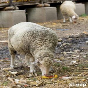 What Animals Eat Corn? (7 Examples + Pictures) - Animal Quarters