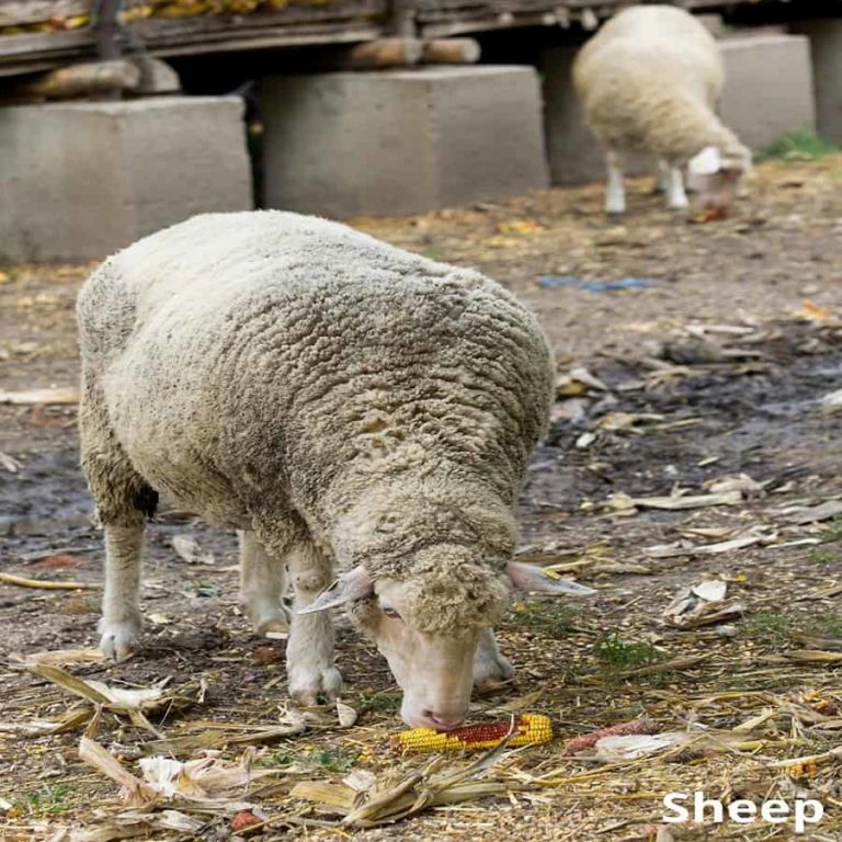 What Animals Eat Corn? (7 Examples + Pictures) - Animal Quarters