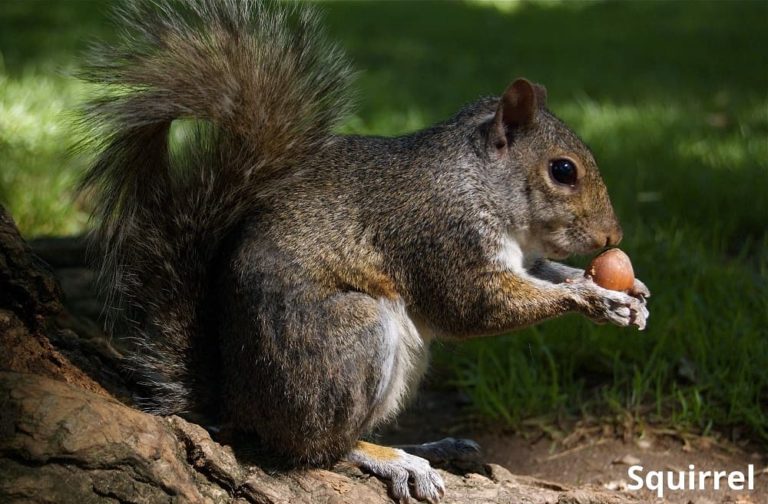 What Animals Eat Acorns! (8 Acorn Eating Animals!) - Animal Quarters