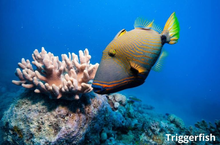 7 Fascinating Animals That Eat Corals! See Pictures - Animal Quarters