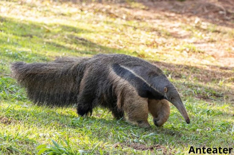 12 Awesome Animals With Long Tails! with Pictures! - Animal Quarters