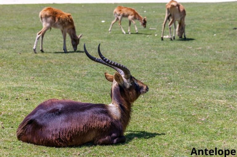 17 Fascinating Animals With Curved Horns! See Pictures! - Animal Quarters