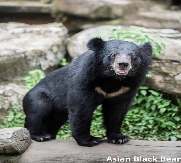 10 Animals With Dark Fur | Interesting Dark Brown Animals - Animal Quarters