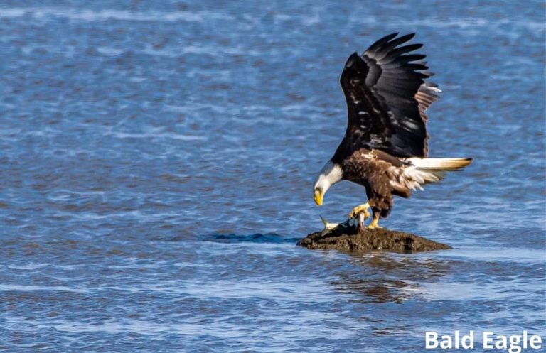 13 Animals That Eat Fish! See Pictures - Animal Quarters