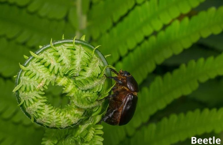 10 Despicable Animals That Eat Fern Plants! - Animal Quarters