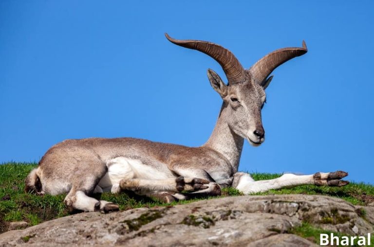 17 Fascinating Animals With Curved Horns! See Pictures! - Animal Quarters