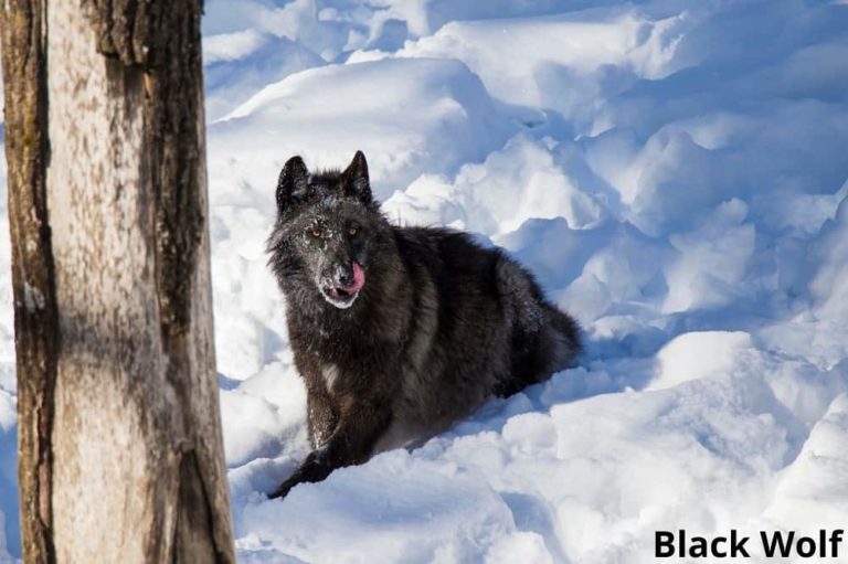 10 Animals With Dark Fur | Interesting Dark Brown Animals - Animal Quarters