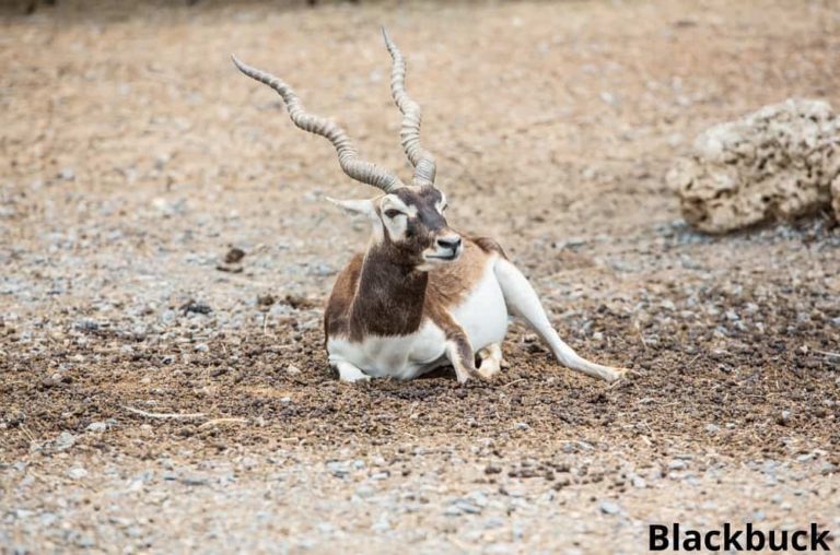 17 Fascinating Animals With Curved Horns! See Pictures! - Animal Quarters