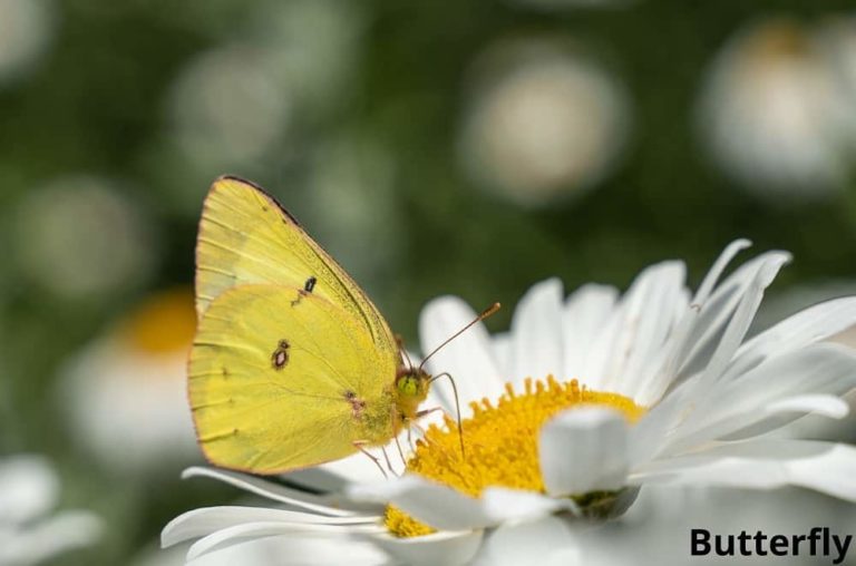 9 Animals That Eat Pollen! See Pictures! - Animal Quarters