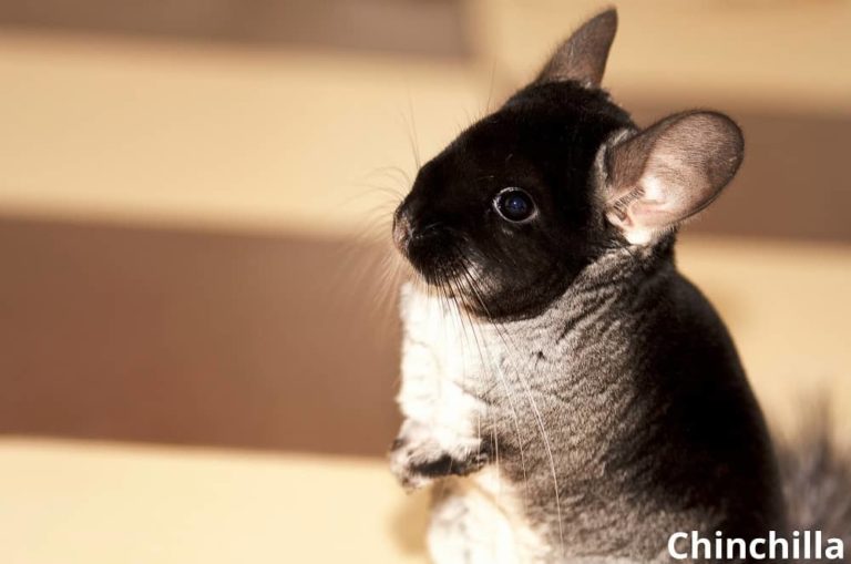 10 Animals With Dark Fur | Interesting Dark Brown Animals - Animal Quarters