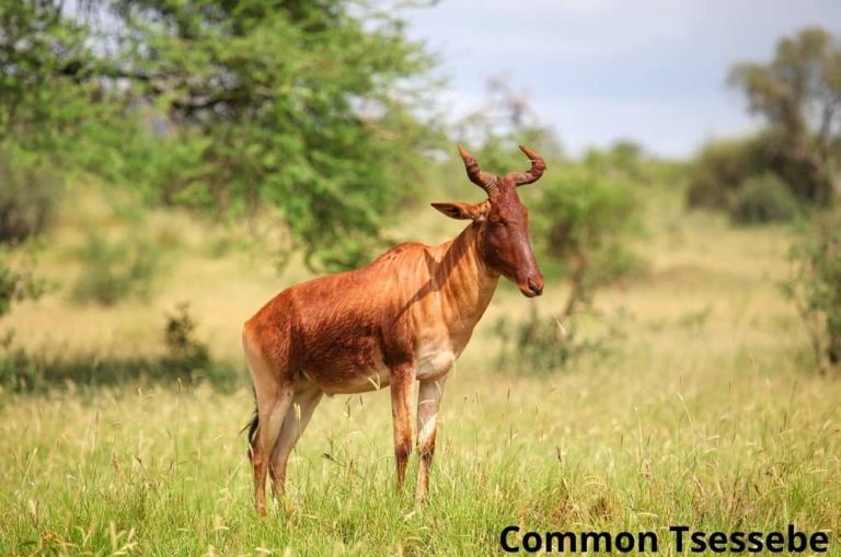 17 Fascinating Animals With Curved Horns! See Pictures! - Animal Quarters