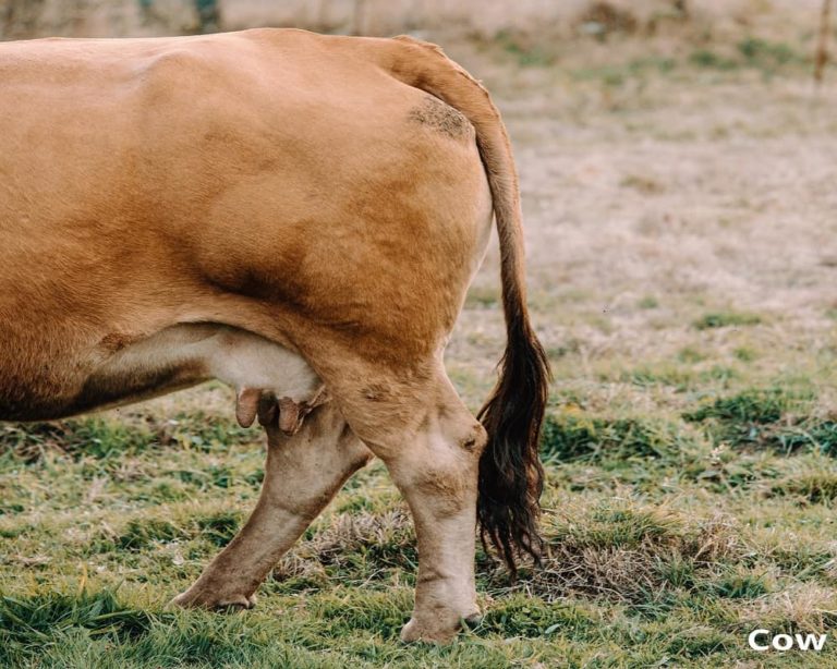 12 Awesome Animals With Long Tails! with Pictures! - Animal Quarters