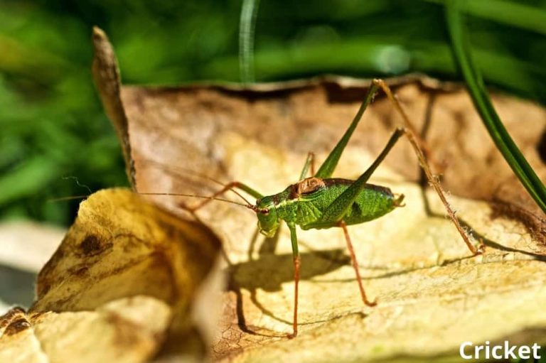 10 Despicable Animals That Eat Fern Plants! - Animal Quarters