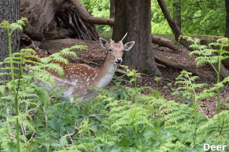 10 Despicable Animals That Eat Fern Plants! - Animal Quarters