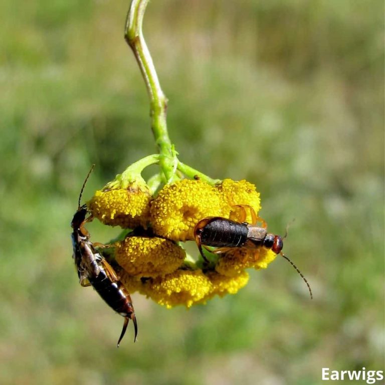 9 Animals That Eat Pollen! See Pictures! - Animal Quarters