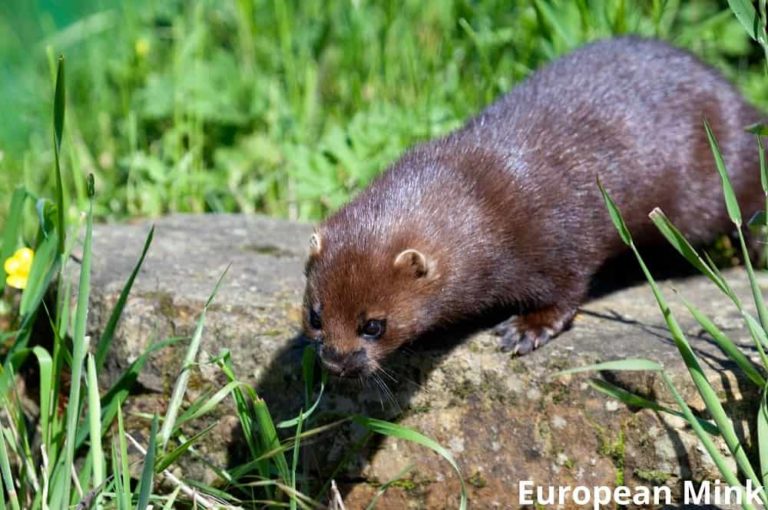 10 Animals With Dark Fur | Interesting Dark Brown Animals - Animal Quarters