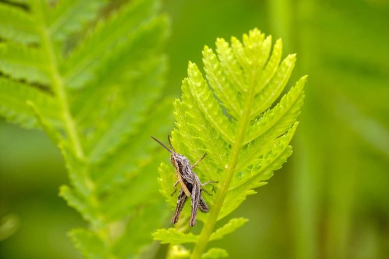 10 Despicable Animals That Eat Fern Plants! - Animal Quarters