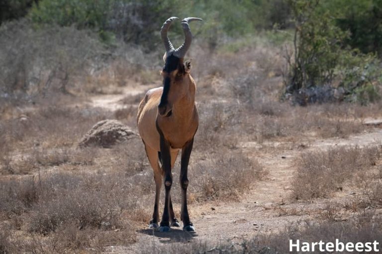 17 Fascinating Animals With Curved Horns! See Pictures! - Animal Quarters