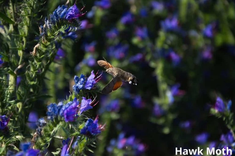 9 Animals That Eat Pollen! See Pictures! - Animal Quarters