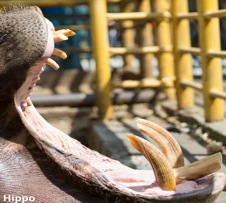 11 Fascinating Animals With Long Teeth! See Pictures! - Animal Quarters