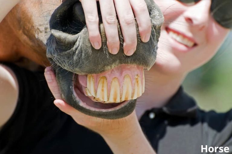 11 Fascinating Animals With Long Teeth! See Pictures! - Animal Quarters