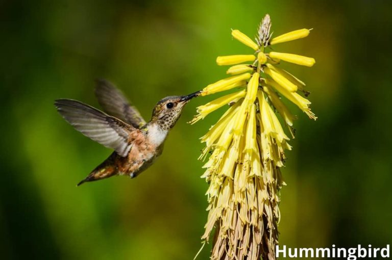 9 Animals That Eat Pollen! See Pictures! - Animal Quarters
