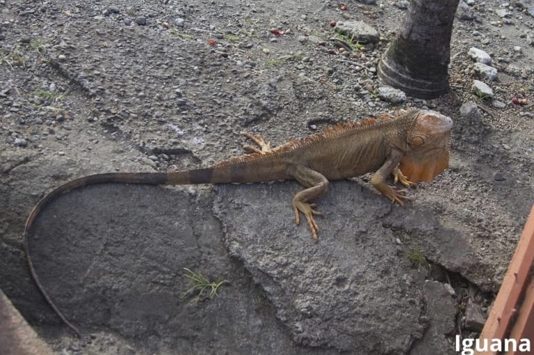 12 Awesome Animals With Long Tails! with Pictures! - Animal Quarters