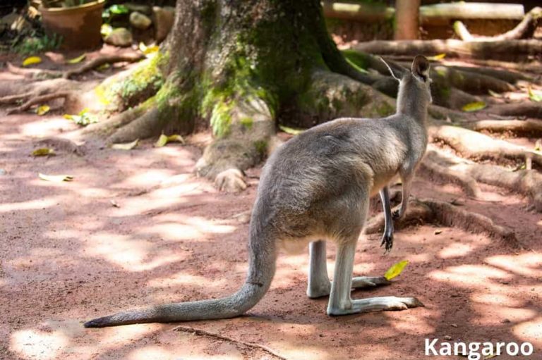 12 Awesome Animals With Long Tails! with Pictures! - Animal Quarters