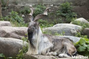 17 Fascinating Animals With Curved Horns! See Pictures! - Animal Quarters