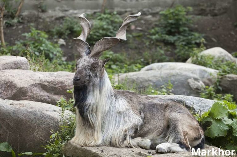 17 Fascinating Animals With Curved Horns! See Pictures! - Animal Quarters